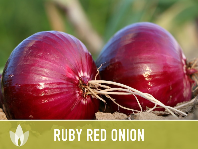 Ruby Red Onion Heirloom Seeds - Etsy