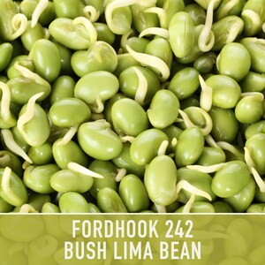 Lima Bean, Fordhook 242 Bean Seeds - Heirloom Seeds, Butter Beans, Bush ...