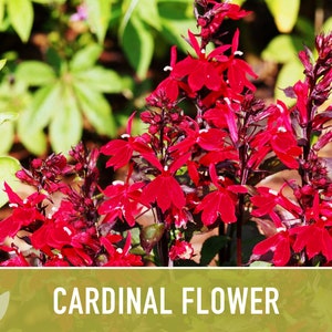 Cardinal Flower Seeds - Heirloom Seeds, Hummingbird Garden, Lobelia ...