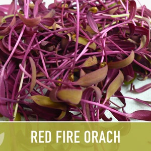 Red Fire Orach Seeds - Heirloom Seeds, French Spinach, Garden Orach ...