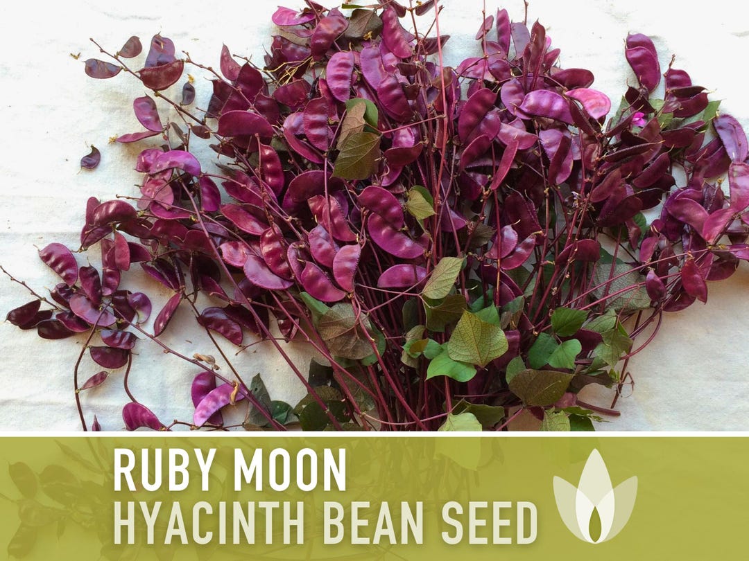 Ruby Moon Hyacinth Bean Seeds | Heirloom, Open Pollinated, Non-gmo ...