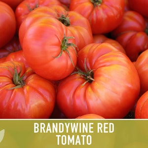 Brandywine Red Tomato Heirloom Seeds - Jumbo, Indeterminate, Red Flesh ...