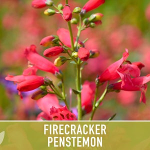 Firecracker Penstemon Flower Seeds - Heirloom Seeds, Beardtongue Seeds ...