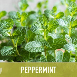Peppermint Seeds - Heirloom Seeds, Medicinal Herb Seeds, Culinary Herb ...