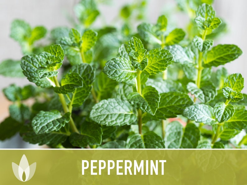 Peppermint Seeds Heirloom Seeds Medicinal Herb Seeds - Etsy
