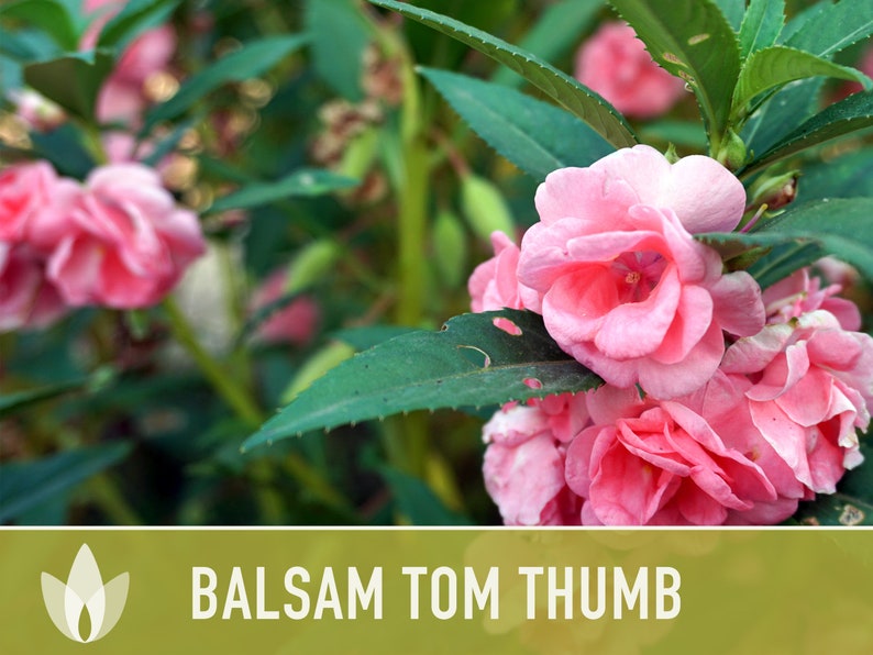 Balsam, Tom Thumb Mix Flower Seeds - Heirloom Seeds, Container Garden ...