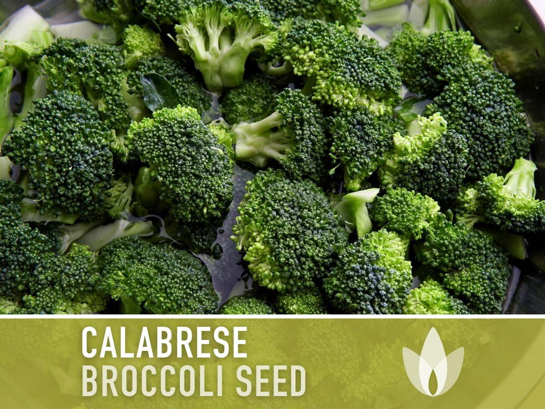 Green Sprouting Calabrese Broccoli Seeds - Heirloom, Organic, Non-gmo ...