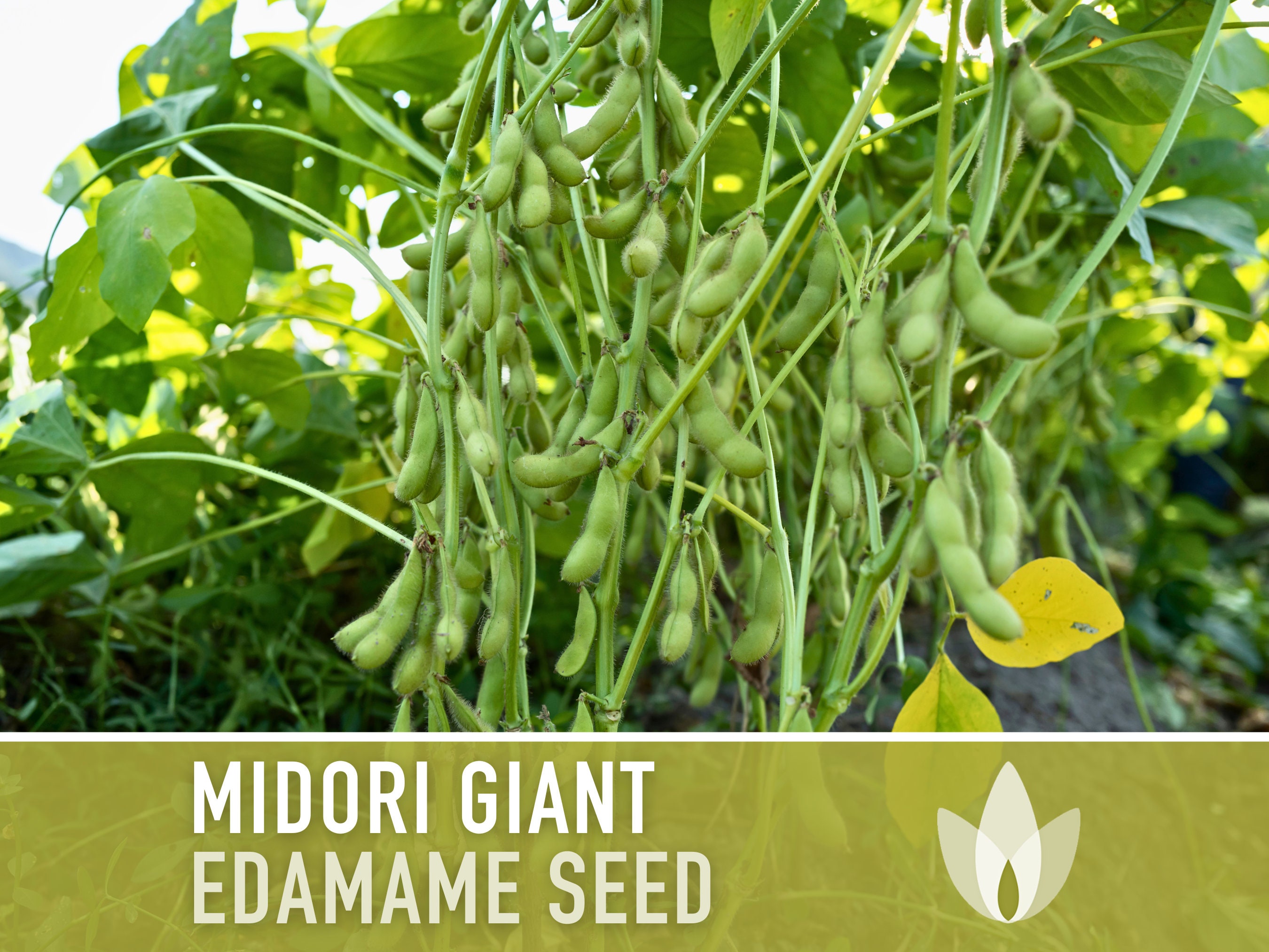 Midori Giant Edamame Seeds - Heirloom Seeds, Organic Soybean, Japanese ...