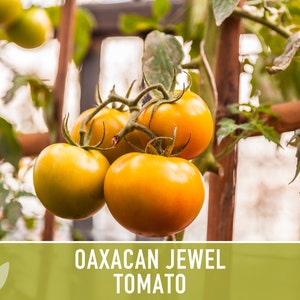 Oaxacan Jewel Tomato Heirloom Seeds - Etsy