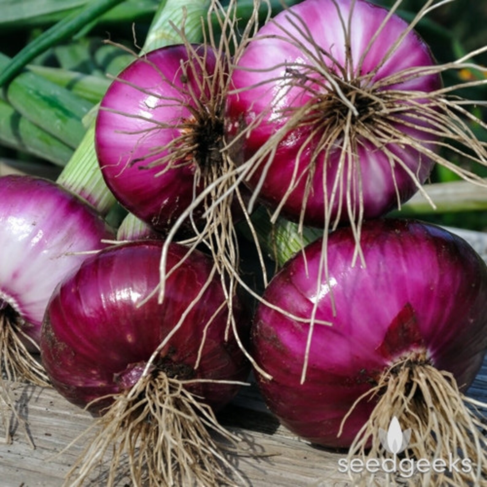 Ruby Red Onion Heirloom Seeds - Etsy