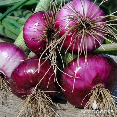 Ruby Red Onion Heirloom Seeds - Etsy