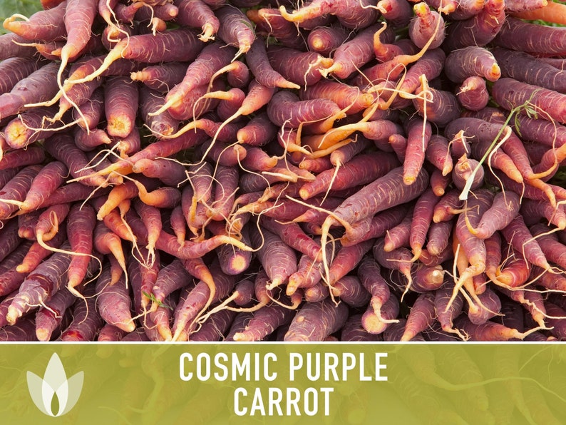 Cosmic Purple Carrot Heirloom Seeds - Etsy