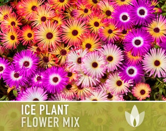 Iceplant Seeds, Mixed Ice Plant Colors, 3000 Seeds // Open Pollinated ...