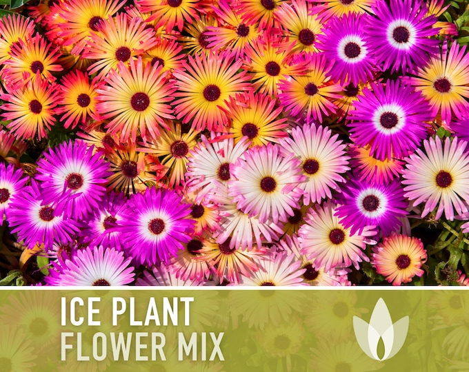 Iceplant Seeds, Mixed Ice Plant Colors, 3000 Seeds // Open Pollinated ...