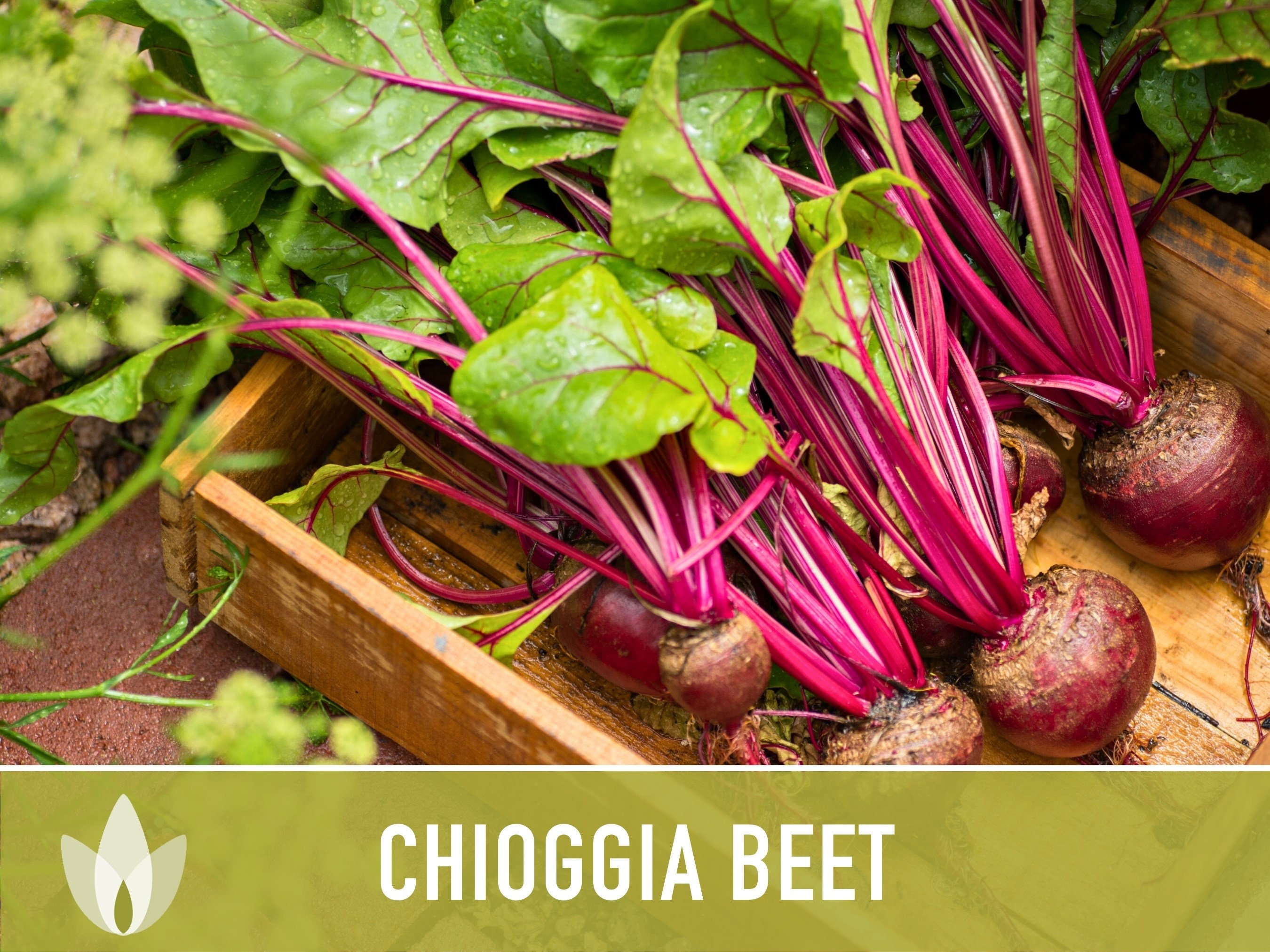 Chioggia Beet Heirloom Seeds - Etsy