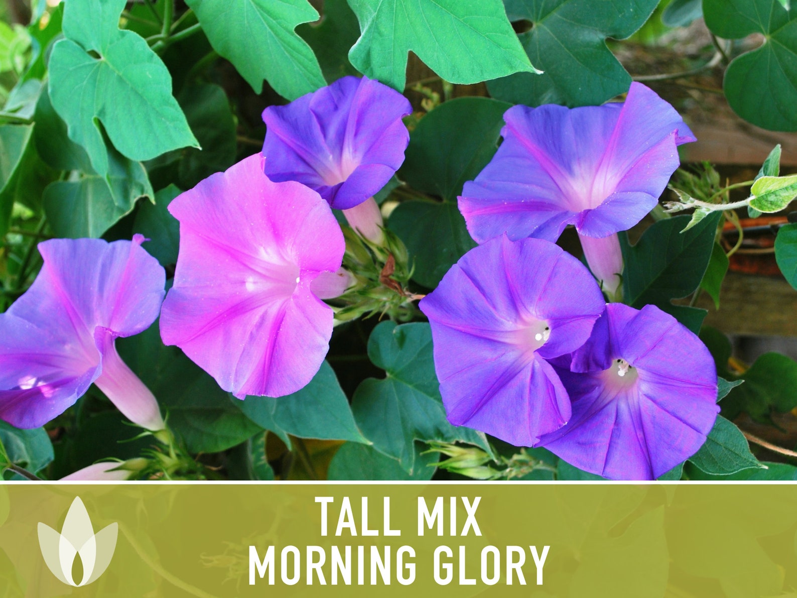 Morning Glory Tall Mix Heirloom Seeds Flower Seeds Vine - Etsy