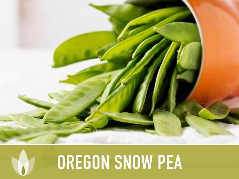 Oregon Sugar Pod Snow Pea Seeds - Stringless, Non-gmo - Etsy