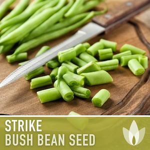 Strike Bush Bean Seeds - Heirloom Seeds, Stringless, Reliable, Heavy ...