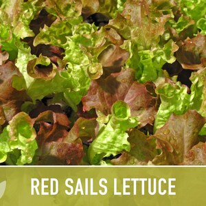 Red Sails Lettuce Heirloom Seeds - AAS Winner, Baby Greens, Short ...