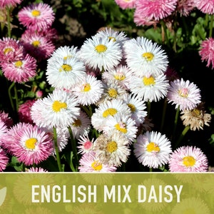 English Daisy Mix Flower Seeds Heirloom, Cut Flowers, Early Blooms ...