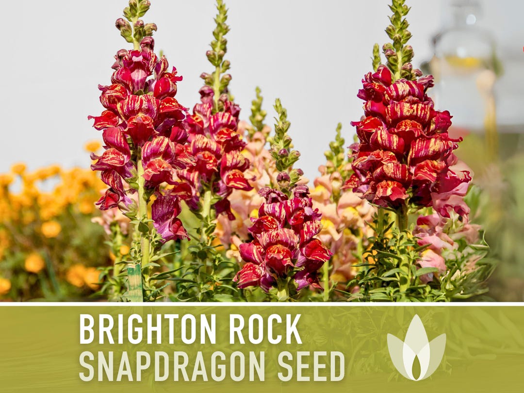 Brighton Rock Snapdragon Seeds, Heirloom Flower, Cottage Garden - Etsy