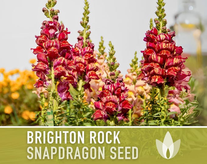 Snapdragon Chantilly Light Salmon Seeds, Rare Seeds, Cut Flower Seeds ...