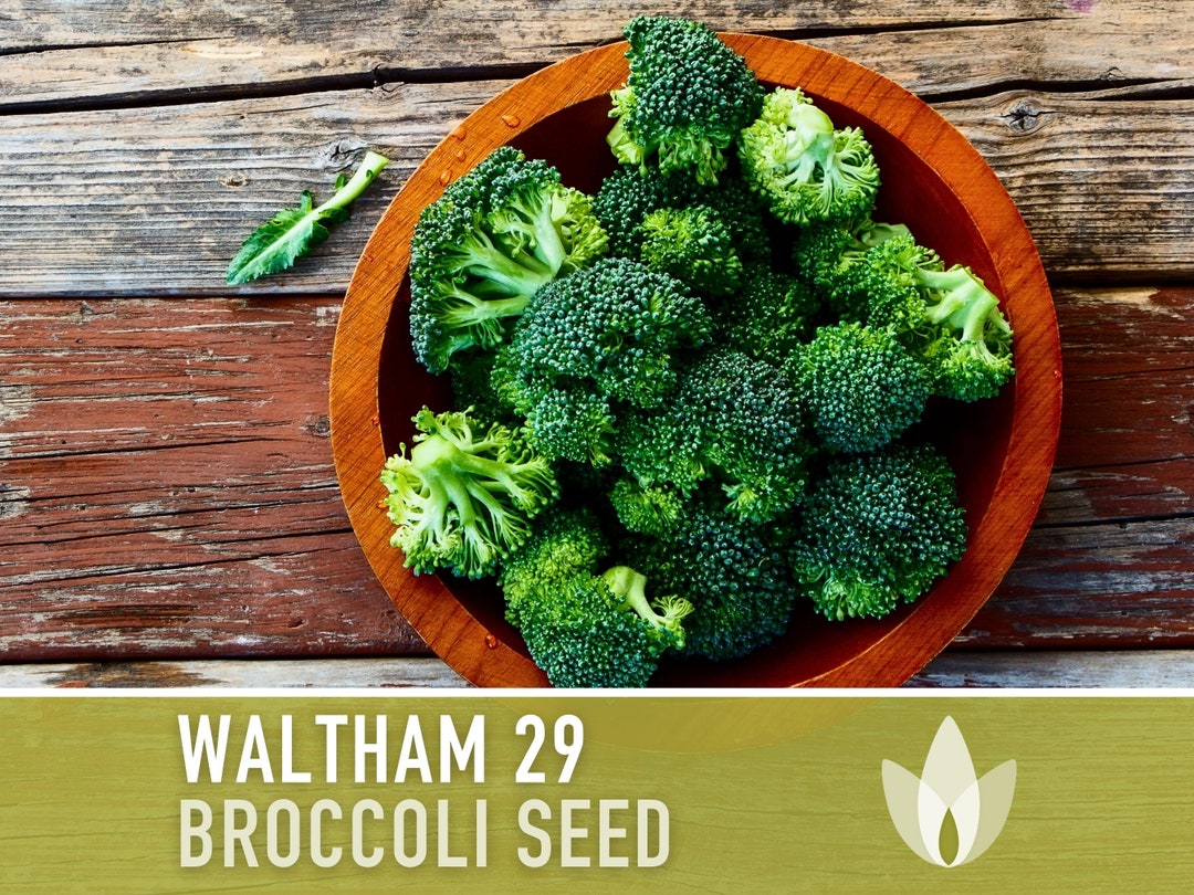 Waltham 29 Broccoli Seeds - Heirloom Seeds, Cold Tolerant, Dwarf Plant ...