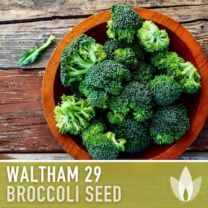 Waltham 29 Broccoli Seeds - Heirloom Seeds, Cold Tolerant, Dwarf Plant ...