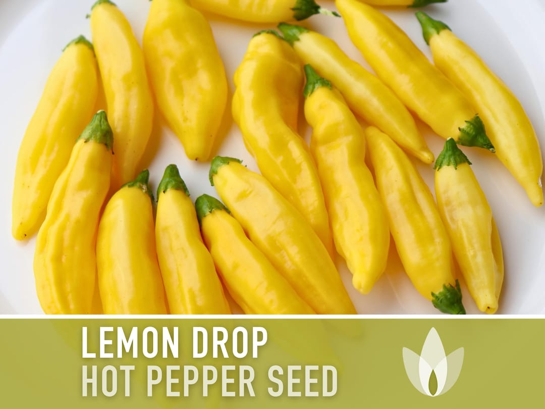 Lemon Drop, Hot Pepper Seeds Heirloom Seeds, Yellow Chili Pepper Seeds ...