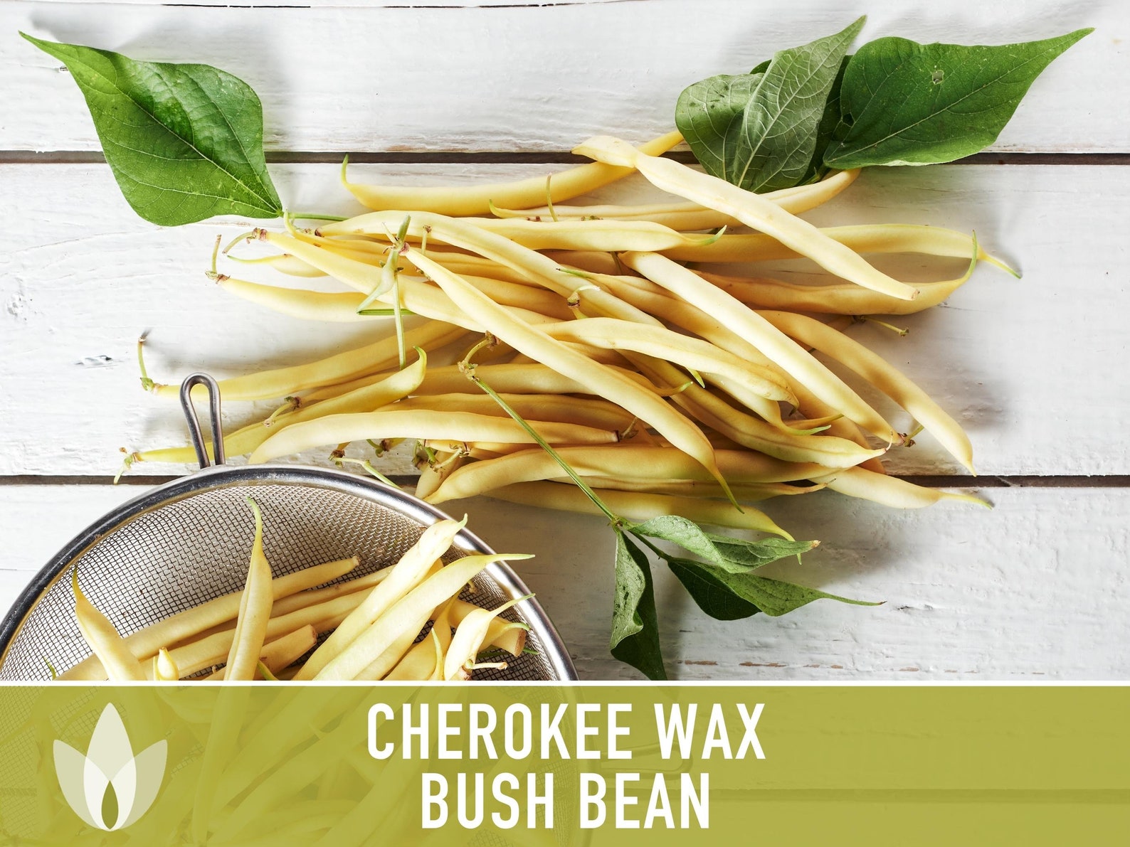 Cherokee Wax Bush Bean Heirloom Seeds - Etsy