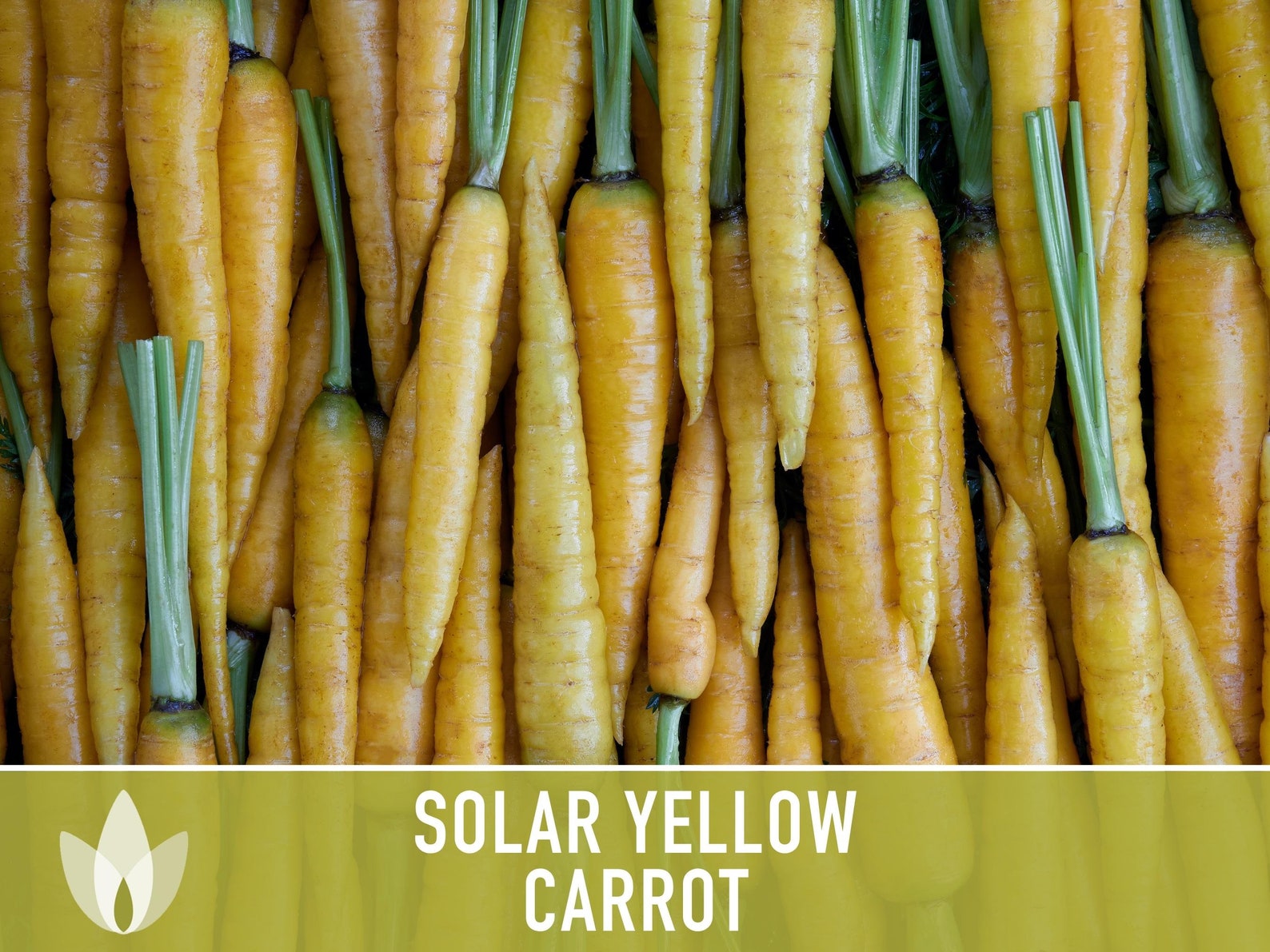 Solar Yellow Carrot Heirloom Seeds - Etsy