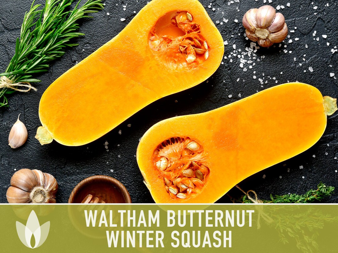 Waltham Butternut Winter Squash Heirloom Seeds - Etsy