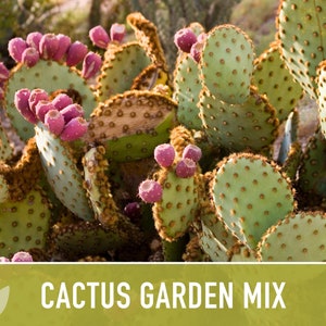 Cactus Seed, Garden Mix - Heirloom Seeds, Perennial, Desert Native ...