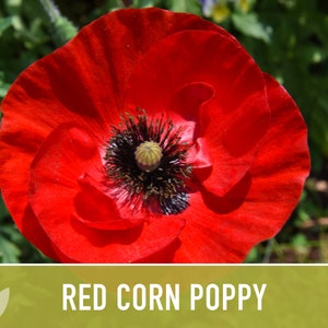 Red Corn Poppy Heirloom Seeds - Flower Seeds, Cool Weather Seeds ...