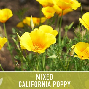 California Poppy, Mix Heirloom Seeds - Flower Seeds, Cool Weather Seeds ...