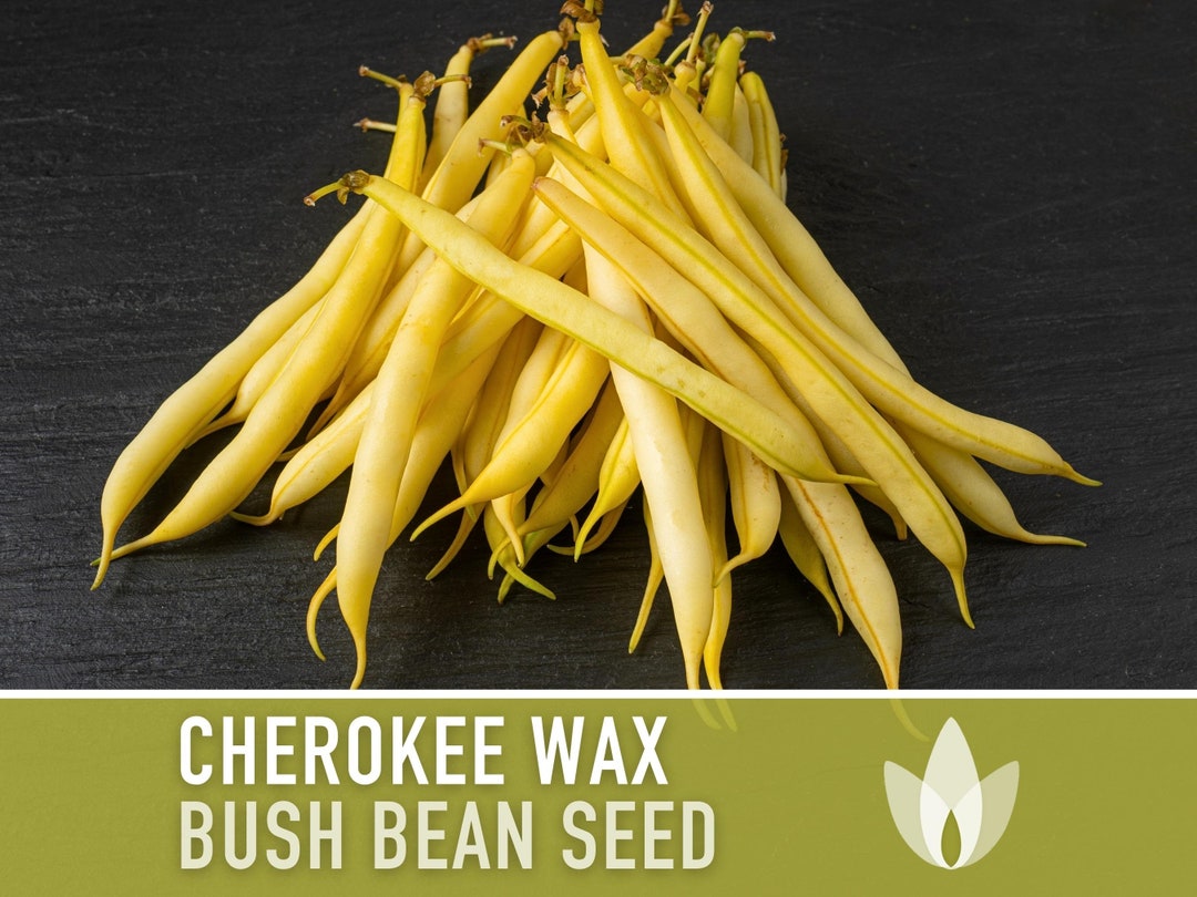 Cherokee Wax Bush Bean Heirloom Seeds - Etsy