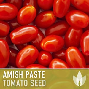 Amish Paste Tomato - 30 Seeds - Heirloom Tomato, Large Paste Tomato, Sauce Tomato, Plum Tomato ...