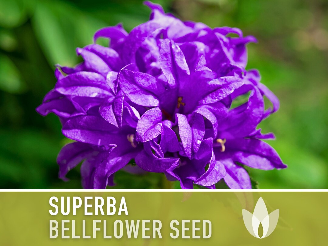Superba Bellflower Flower Seeds - Heirloom Seeds, Clustered Bellflower ...