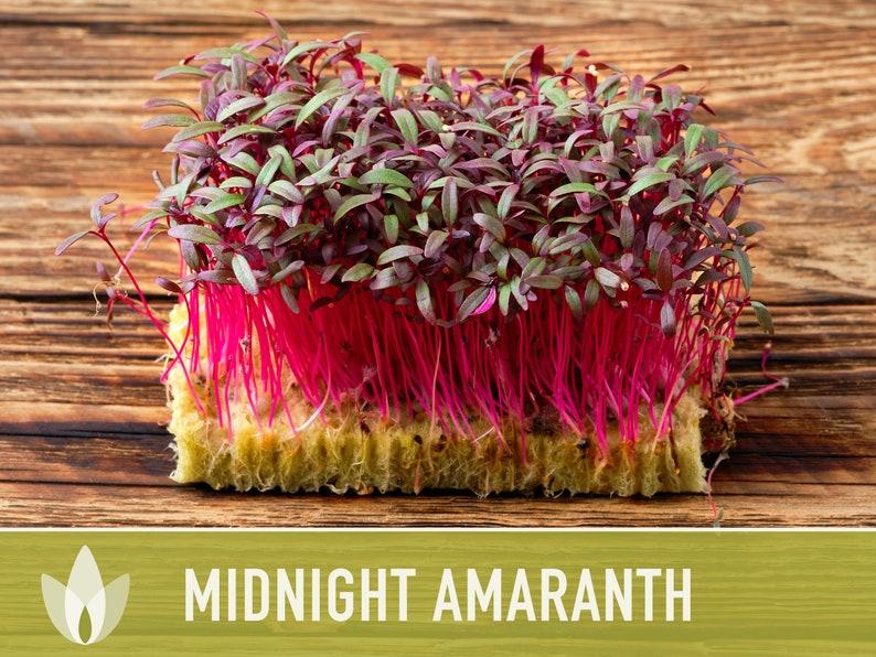 Midnight Red Amaranth Seeds - Heirloom Seeds, Salad Greens, Grain, Cut Flower, Edible Flower ...