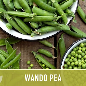 Wando Garden Pea Heirloom Seeds - Etsy