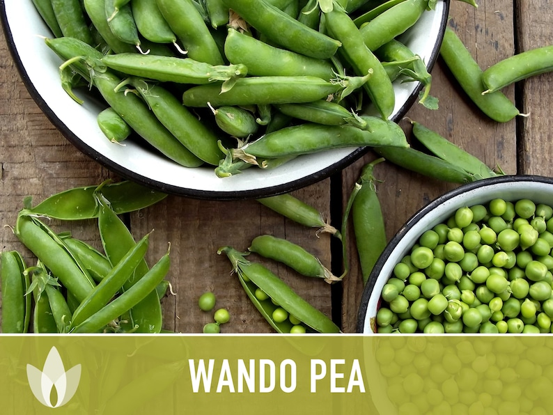 Wando Garden Pea Heirloom Seeds - Etsy