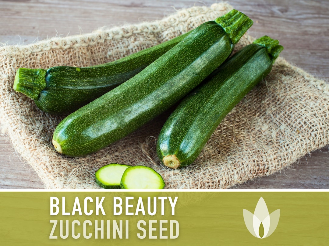 Black Beauty Zucchini Summer Squash Heirloom Seeds - Etsy