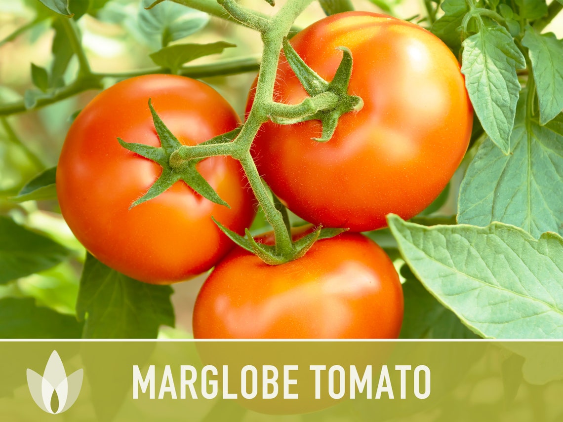 Marglobe Tomato Heirloom Seeds - Etsy