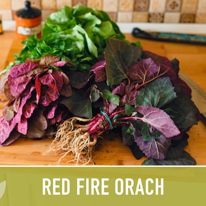 Red Fire Orach Seeds - Heirloom Seeds, French Spinach, Garden Orach ...