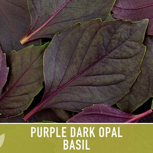 Dark Purple Opal Basil Heirloom Seeds Culinary Herb - Etsy