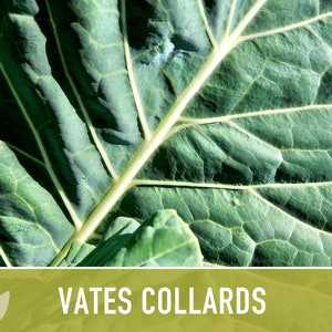 Vates Collards Heirloom Seeds Collard Greens, Early, Short Season, Heat ...