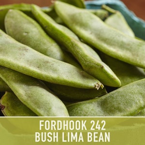 Lima Bean, Fordhook 242 Bean Seeds - Heirloom Seeds, Butter Beans, Bush ...