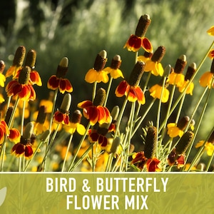 Bird & Butterfly Wildflower Seed Mix – Non-gmo Heirloom Seeds - Etsy