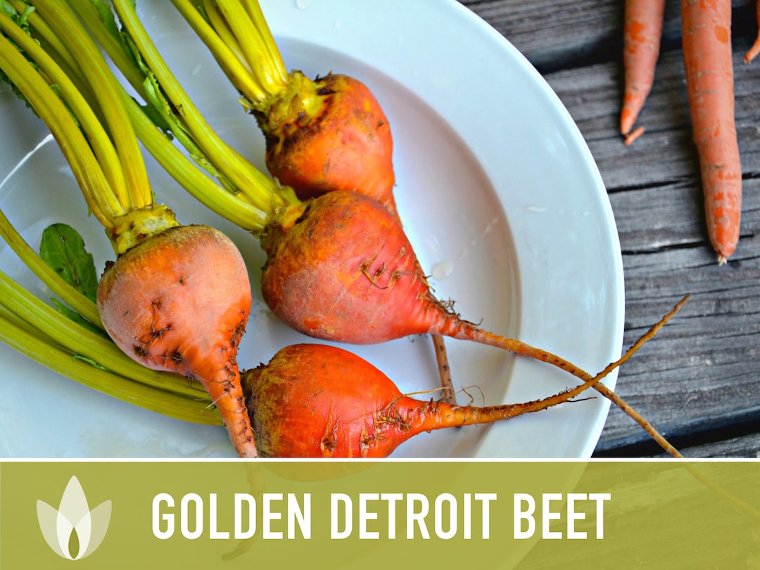 Golden Detroit Beet Seeds Heirloom Seeds Beet Salad - Etsy