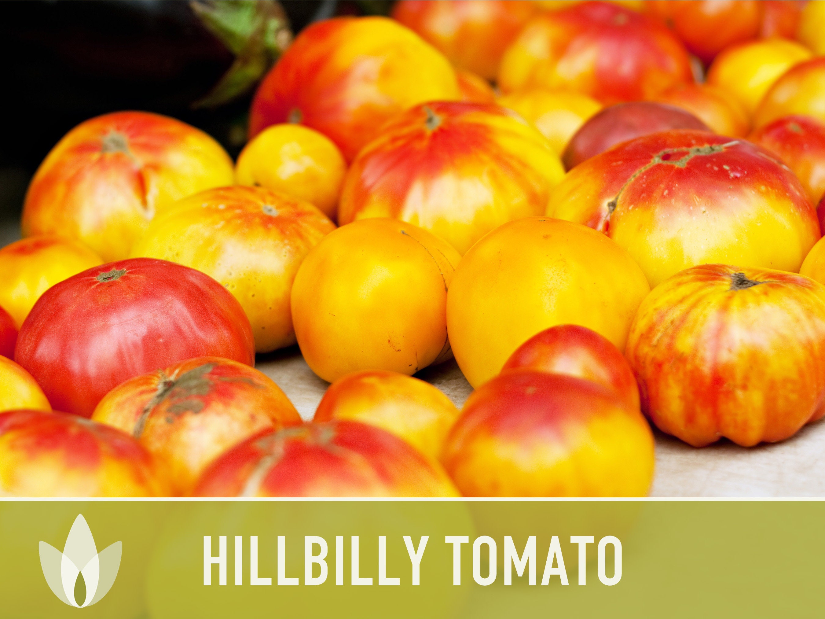 Tomato Hillbilly Regular Leaf Striped